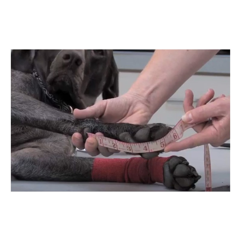 Ortocanis Front Leg Splint for Dogs