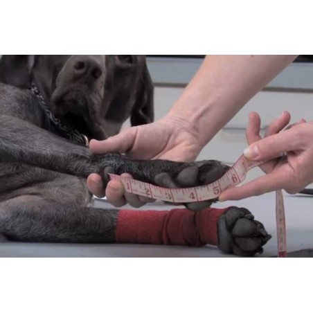 Ortocanis Front Leg Splint for Dogs