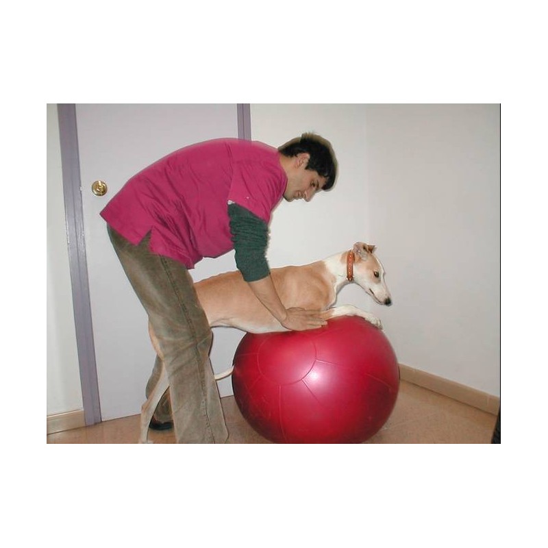 bobath balls,theraband balls,proprioception