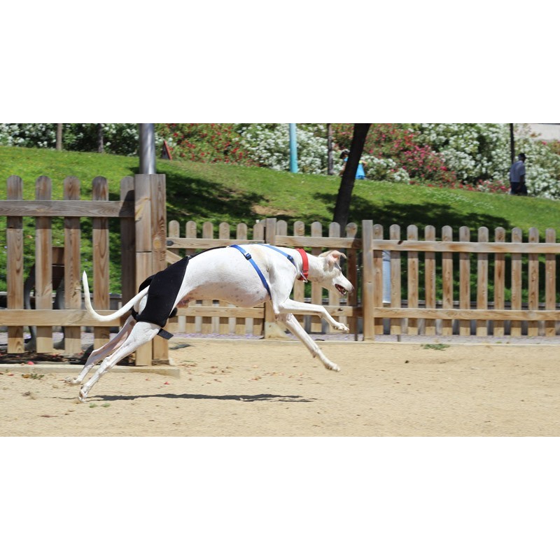 Suport de maluc per a gossos amb displàsia