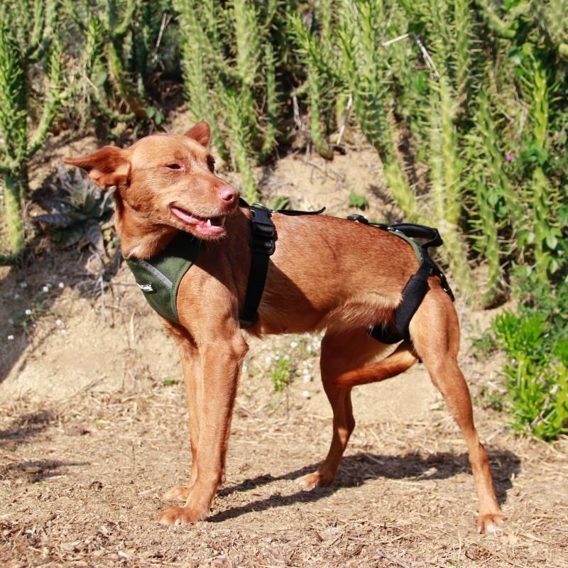 Ortocanis Integral Dog Harness