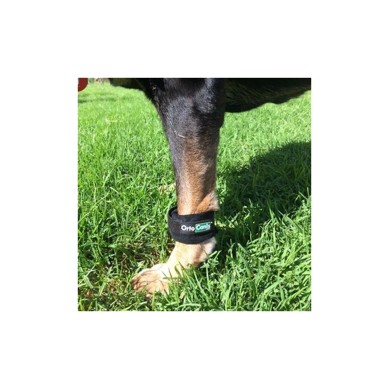 Bracelet lesté de plomb pour le renforcement musculaire du chien