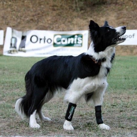 Ortocanis - Dog Carpal Wrap