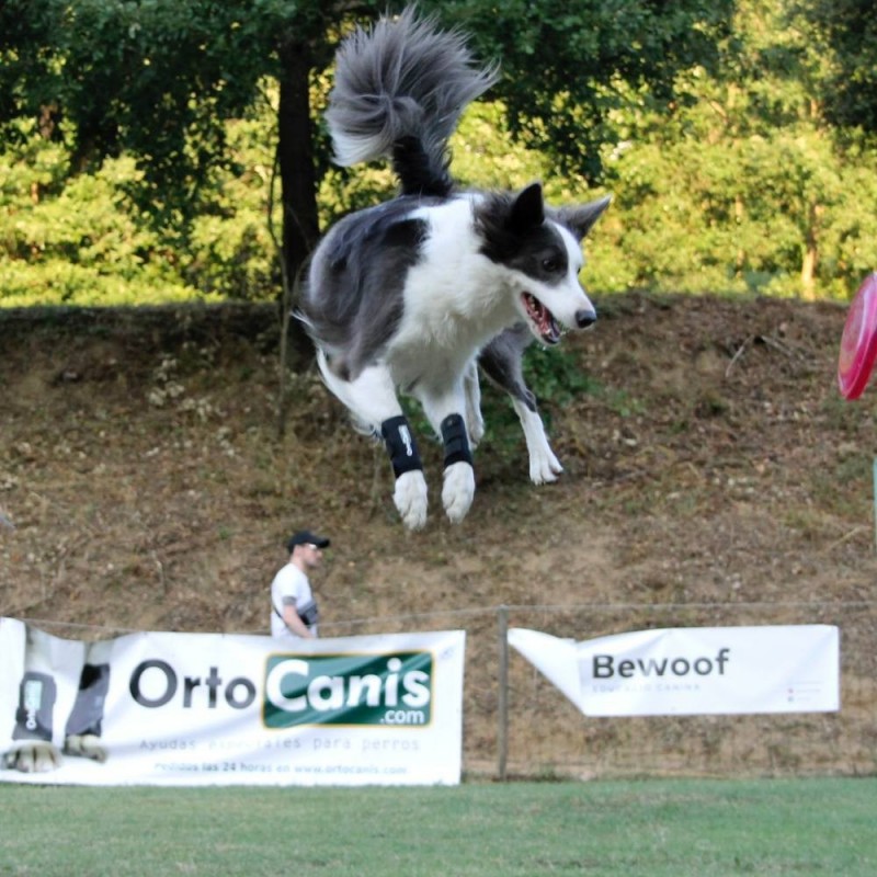 Ortocanis - Dog Carpal Wrap