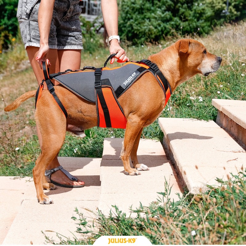 Harnesses for handicapped dogs (2)