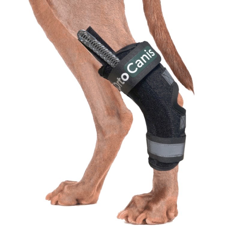 Tarsus support with splints for dogs