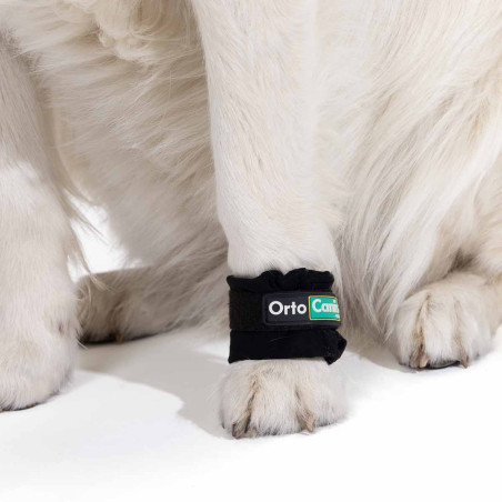 Bracelet lesté de plomb pour le renforcement musculaire du chien