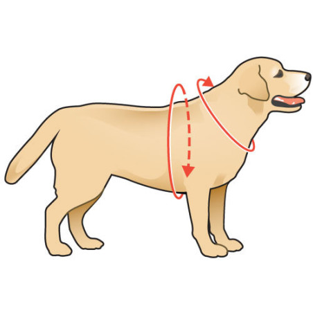 Warrior Front Harness
