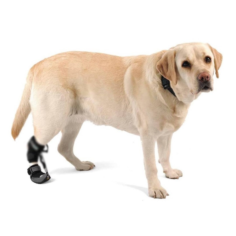 Dog boot for knucking