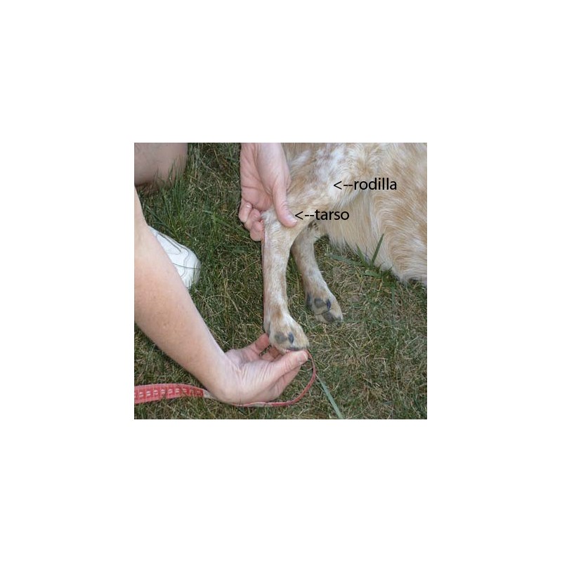 Ortocanis Rear Leg Splint for Dogs