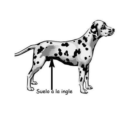 Silla de ruedas para perros |Todos los tamaños| Ortocanis