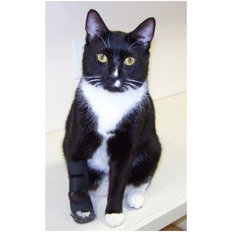 Ortocanis Front Leg Splint for Dogs