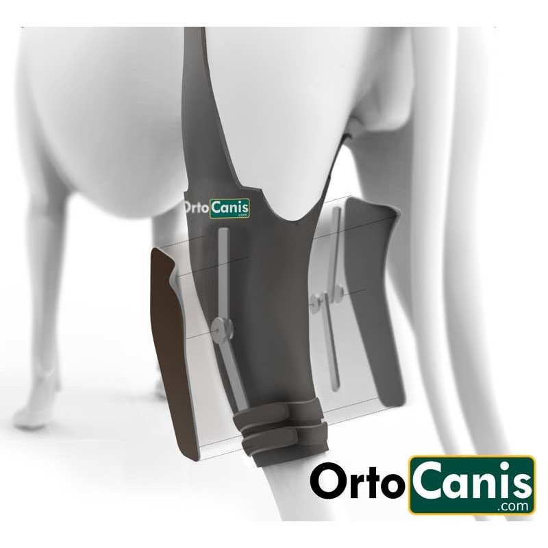 Rotura de ligamento cruzado anterior. Fisioterapia y consejos durante ...