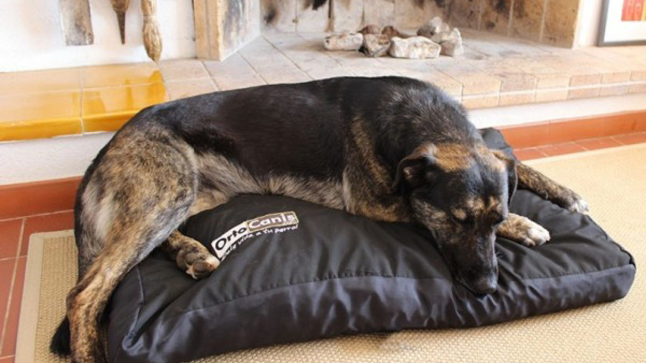 Cómo Mantener A Un Perro En Reposo En Cama