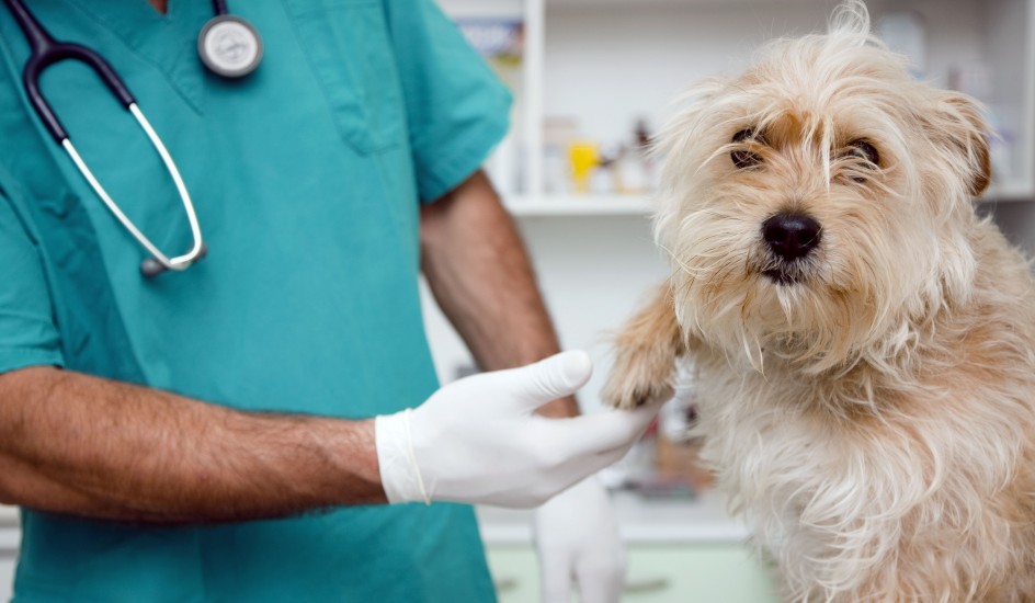 ¿Cómo saber si mi perro tiene dolor? - Perros siempre en movimiento ¿Cómo saber si mi perro tiene dolor? - Perros siempre en movimiento