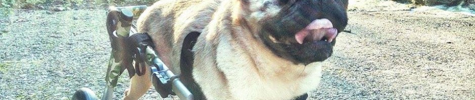 Miositis en perros: principales causas, síntomas y tratamientoNuevas ... Miositis en perros: principales causas, síntomas y tratamientoNuevas ...