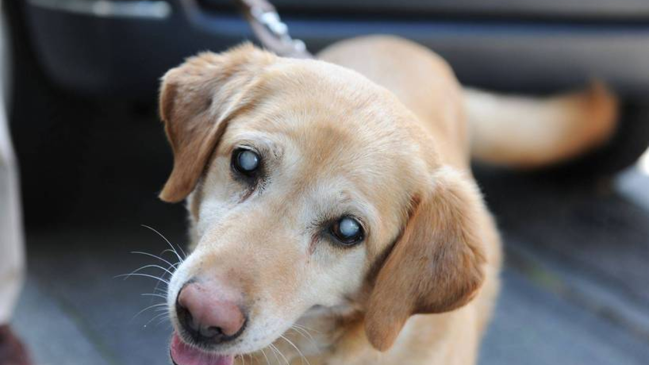 Por Qué Mi Perro Camina En Círculos A Mi Alrededor