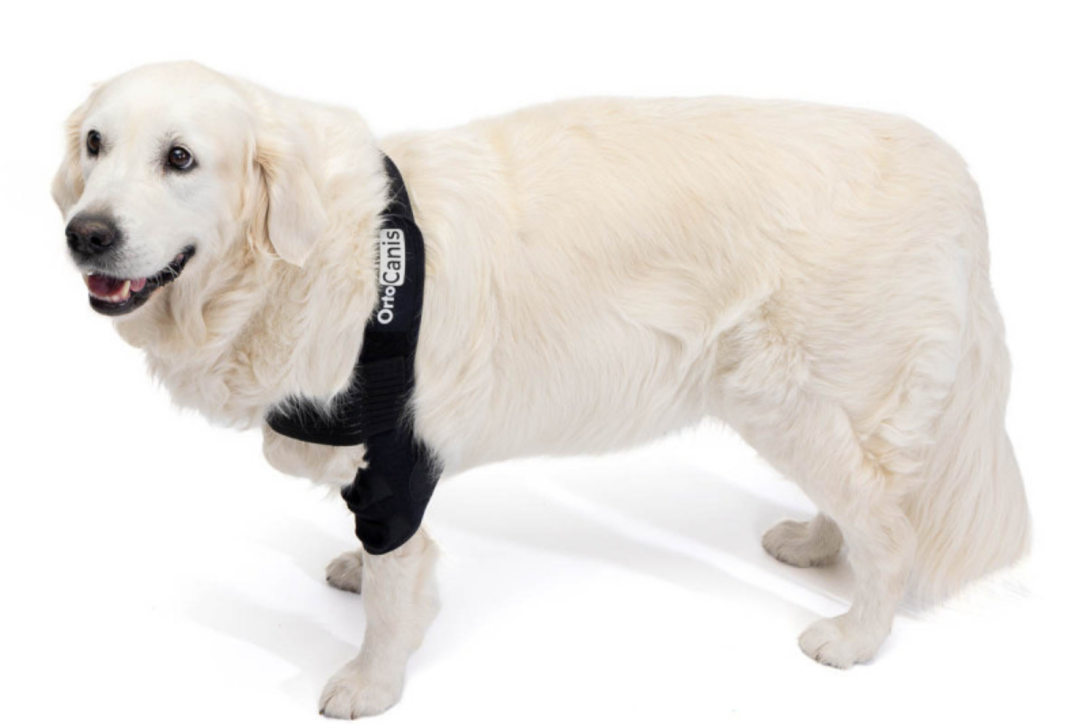 Prótesis y ortesis para perros: ¿Cuándo son necesarias y cómo elegir la ...